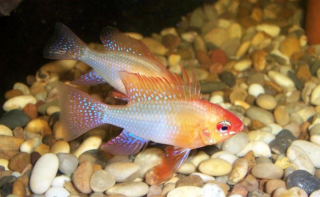 ماهی پلاتی یاقوتی تایگر (Tiger Ruby Platy) | ماکی دام